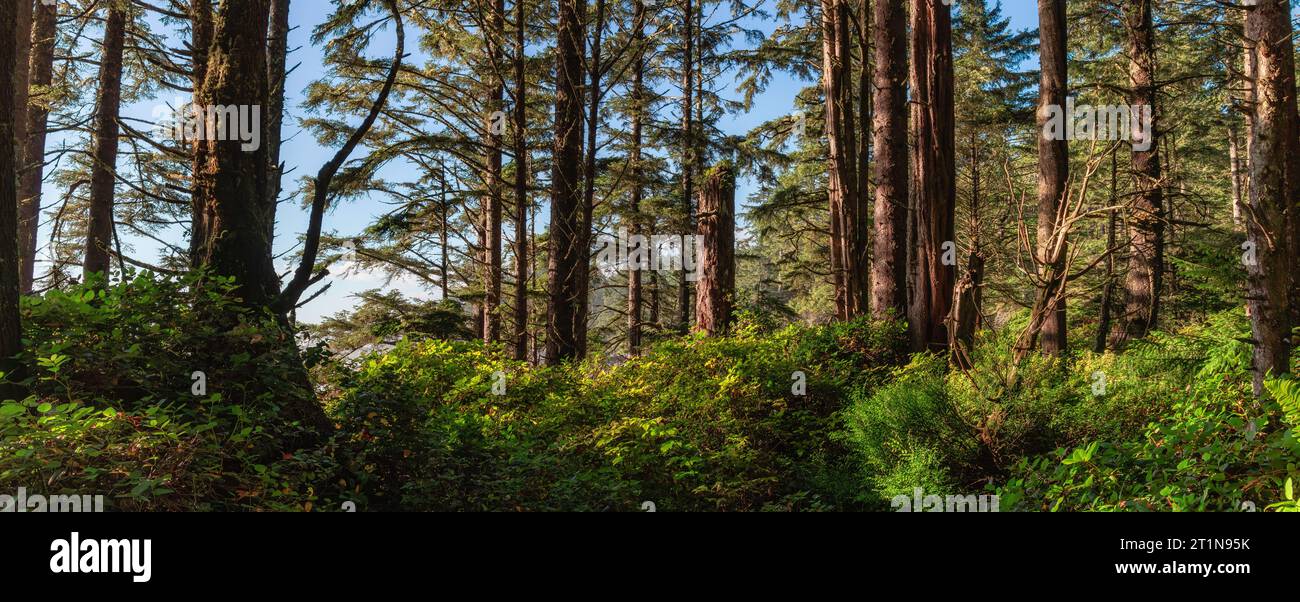 Vibrant Green Trees in the Rainforest on the Pacific West Coast. Sunny ...