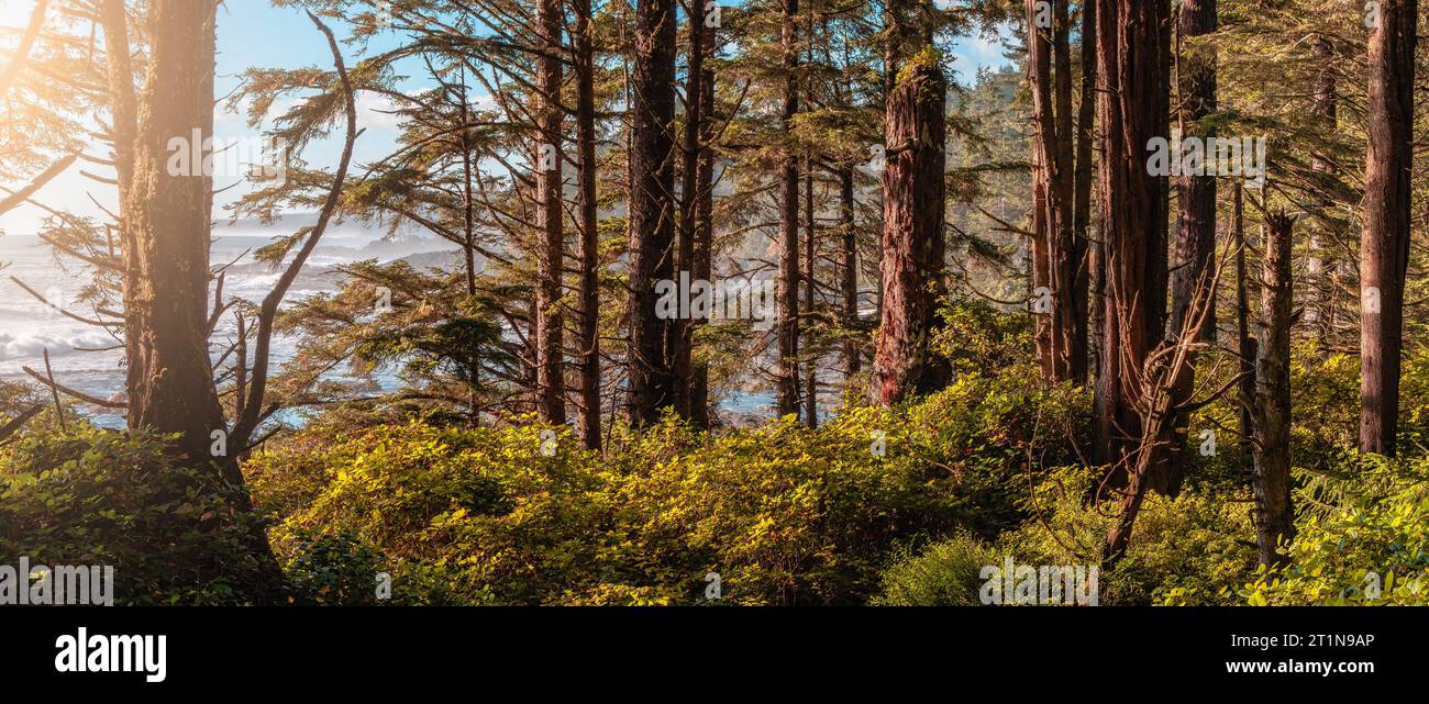 Vibrant Green Trees in the Rainforest on the Pacific West Coast. Sunny ...