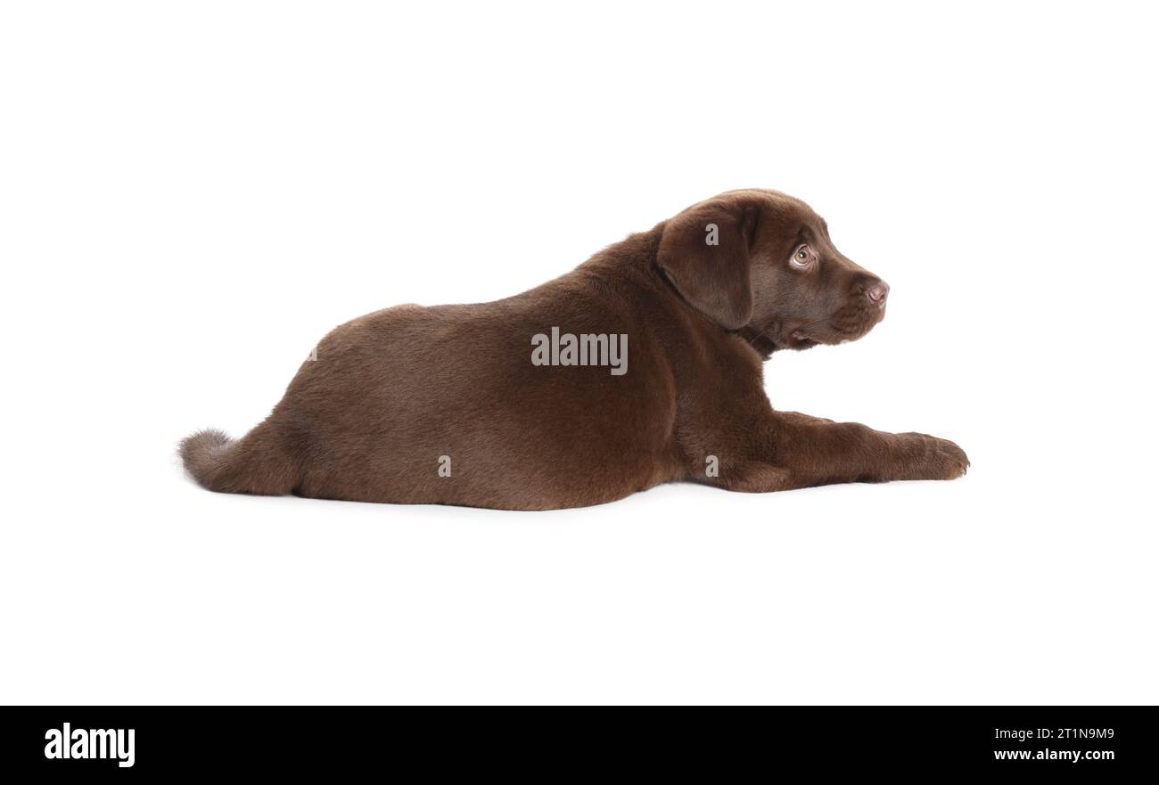 Cute chocolate Labrador Retriever puppy lying on white background Stock ...