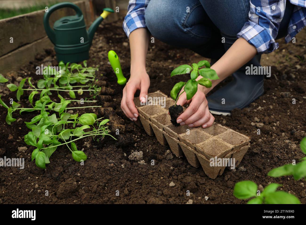 Woman transplanting seedling from container in soil outdoors, closeup ...