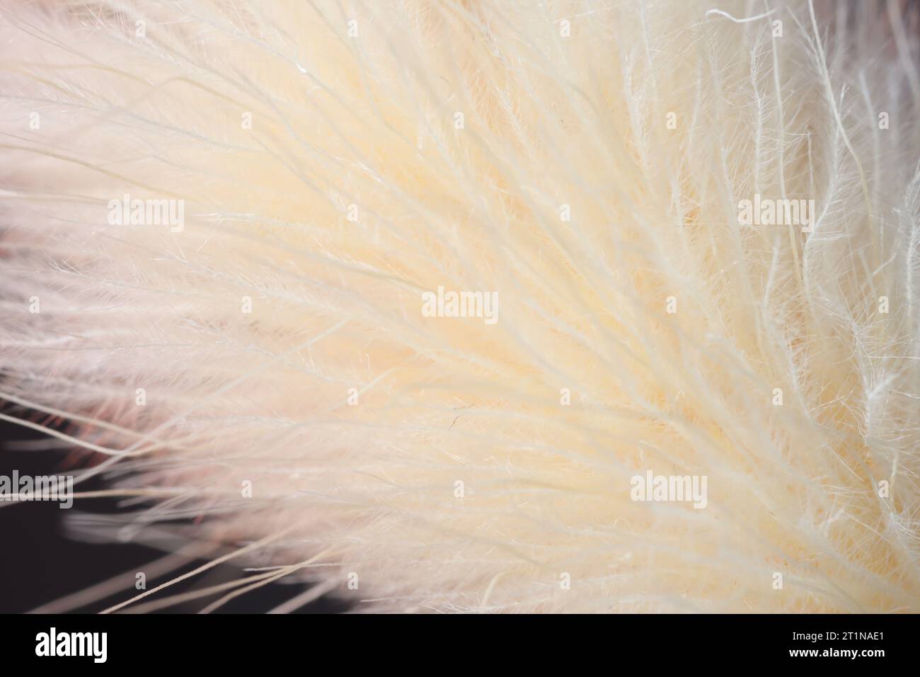 Texture of beautiful dried Lagurus plant, macro view Stock Photo - Alamy
