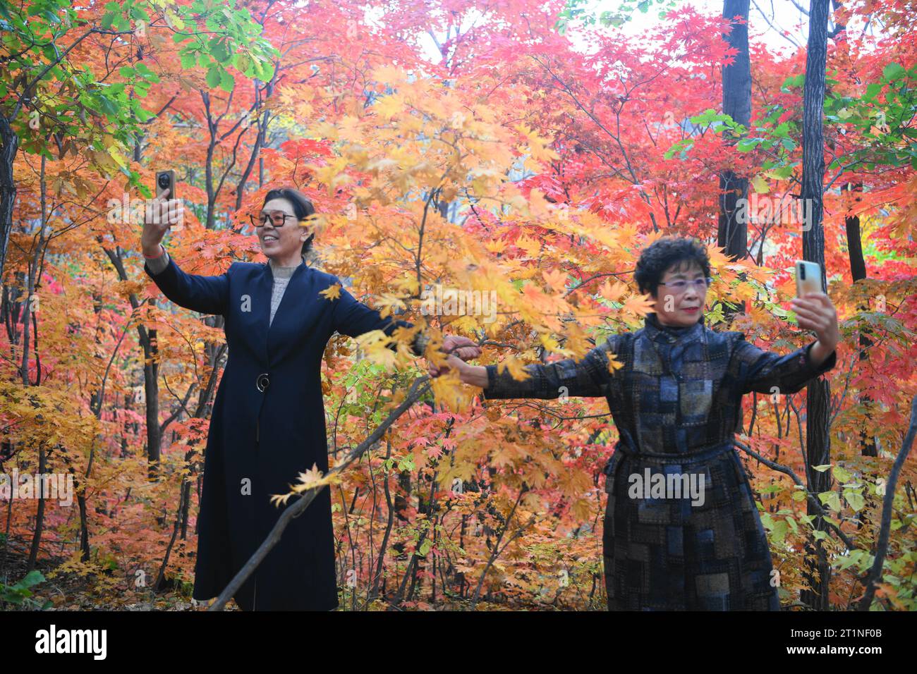 MEIHEKOU, CHINA - OCTOBER 14, 2023 - Tourists take selfies among the ...