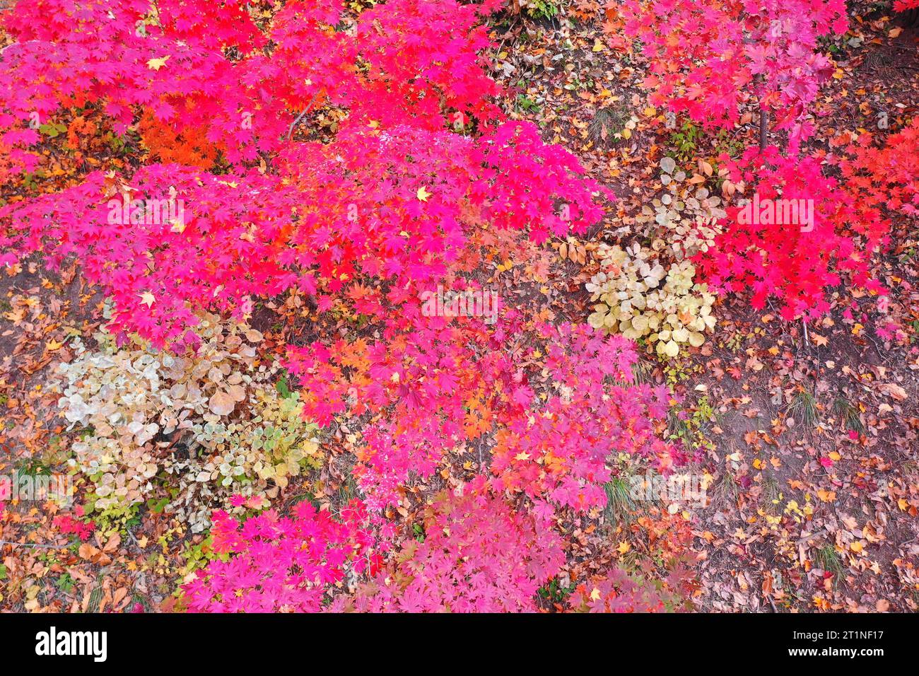 MEIHEKOU, CHINA - OCTOBER 14, 2023 - Blooming maple leaves are seen in ...