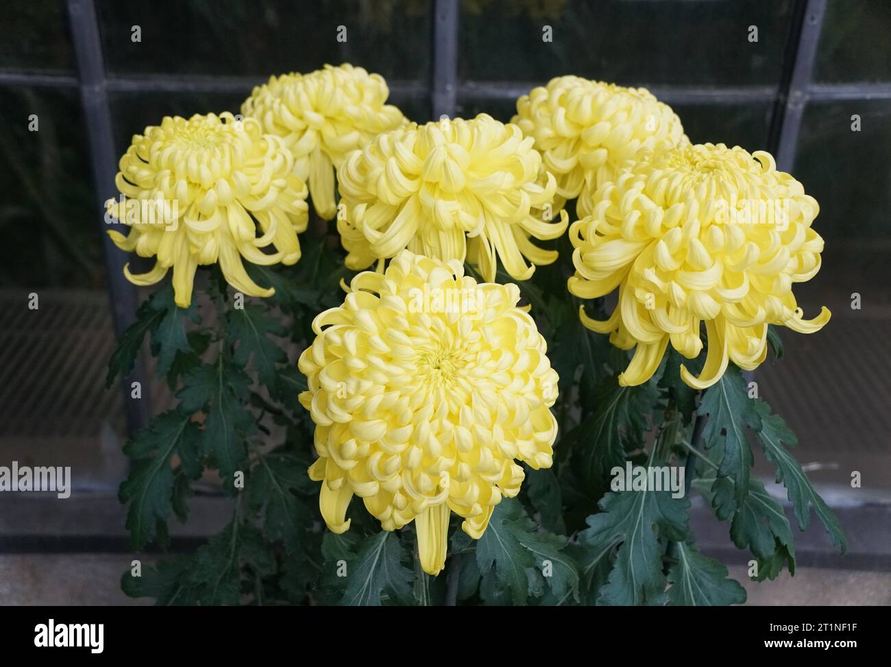 The light yellow color of irregular incurve mum 'Kimono' flower Stock ...