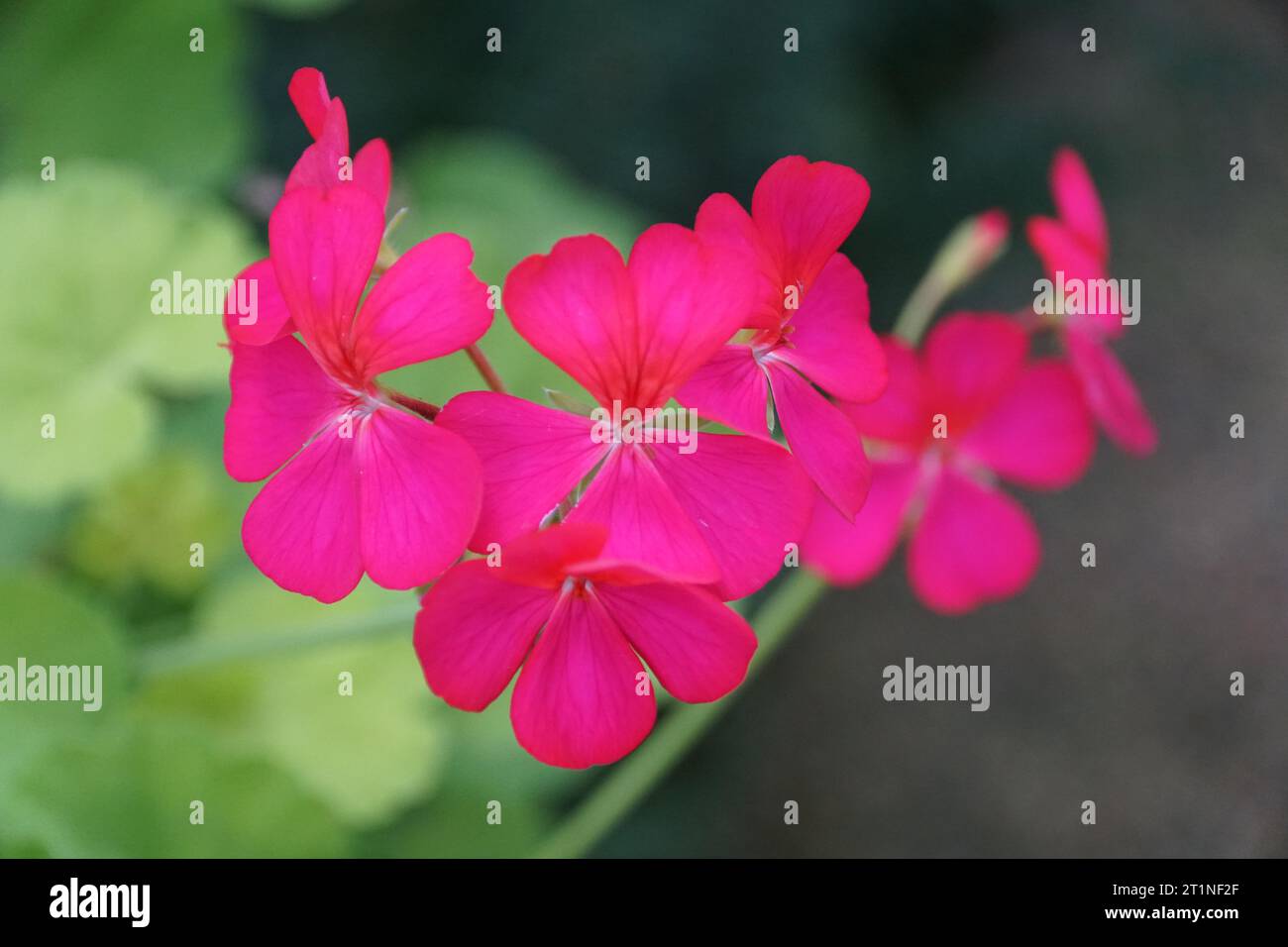 Persian queen hi-res stock photography and images - Alamy