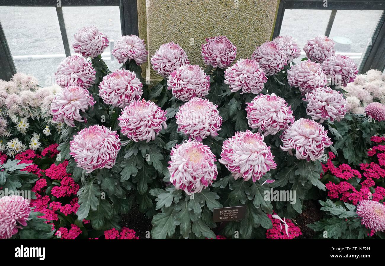 The white and dark purple color of Exotic mum 'Kounankouryou' flower at ...