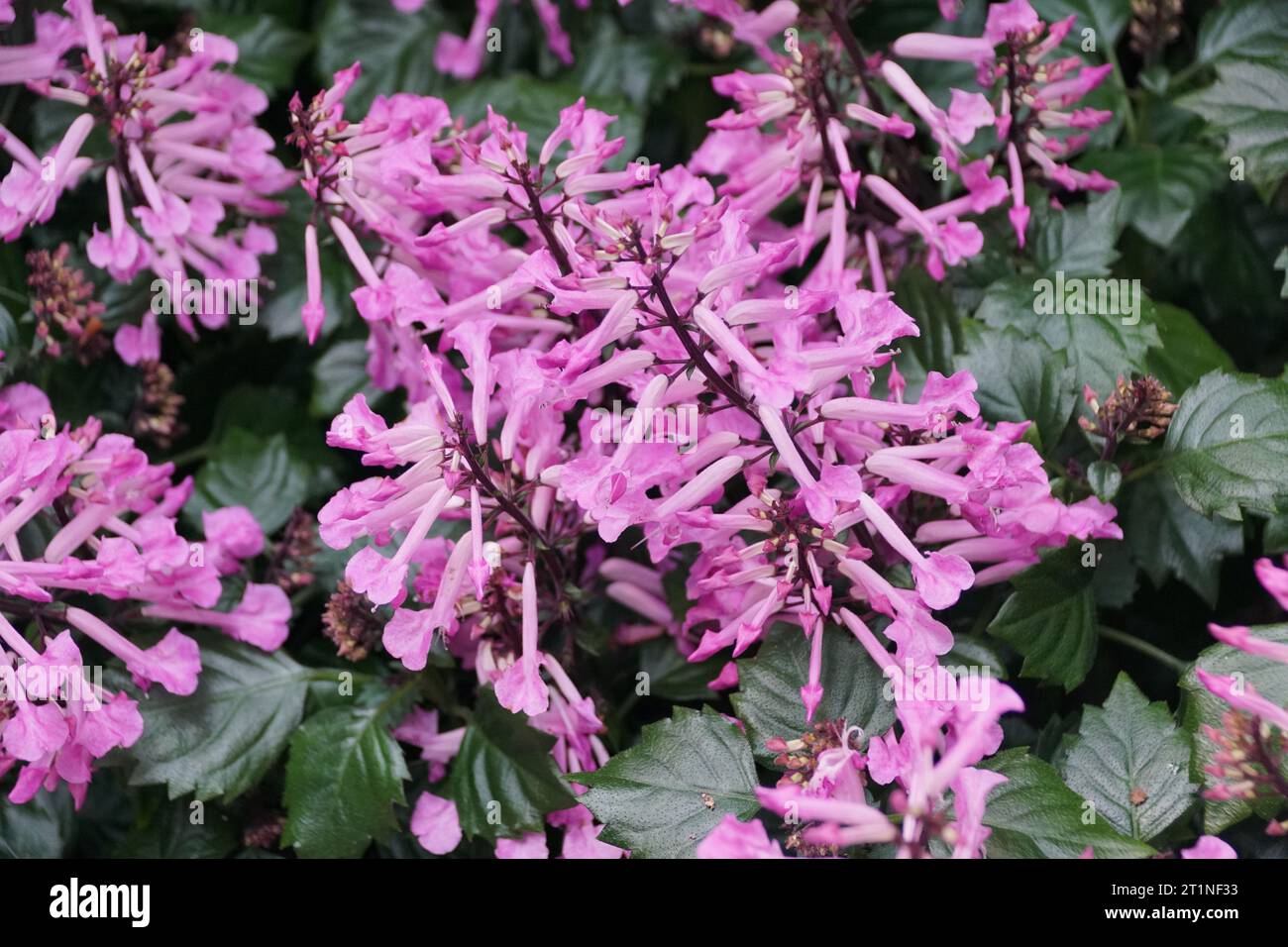 Beautiful purple clusters of Spurflower 'Lion Pink' with scientific ...