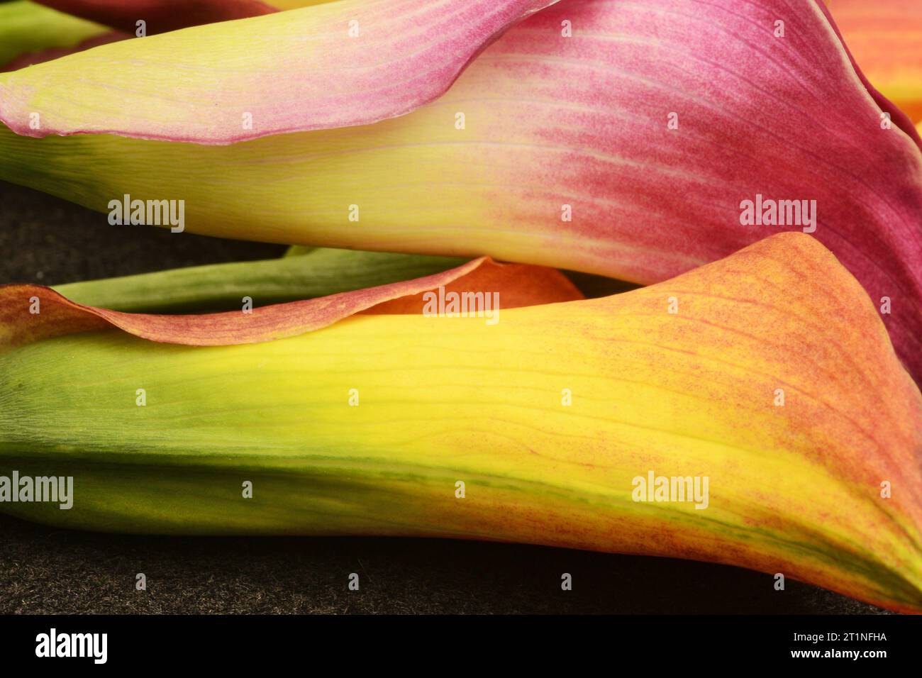Beautiful calla lily still life, Bursting with color patterns texture ...