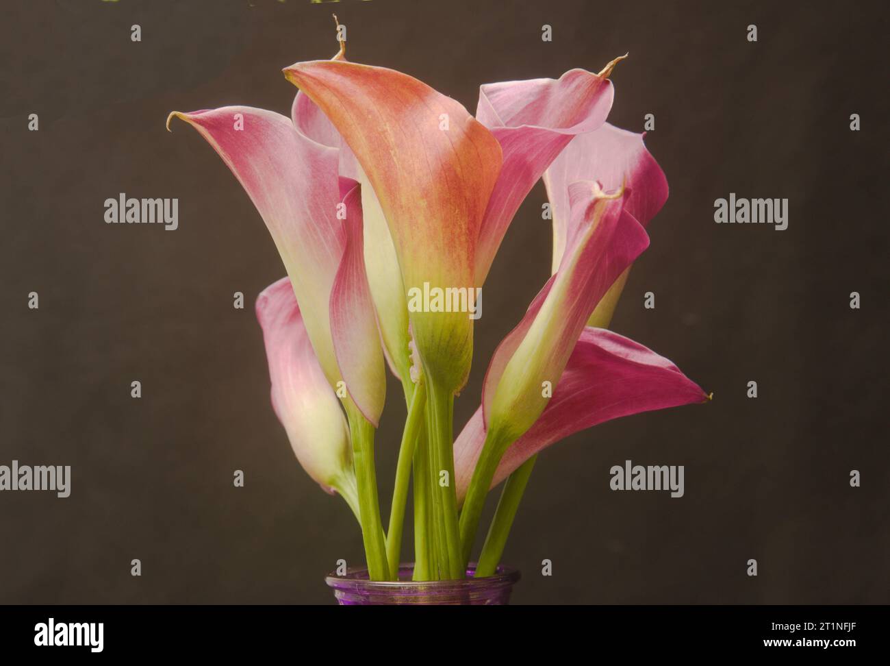 Beautiful calla lily still life, Bursting with color patterns texture ...