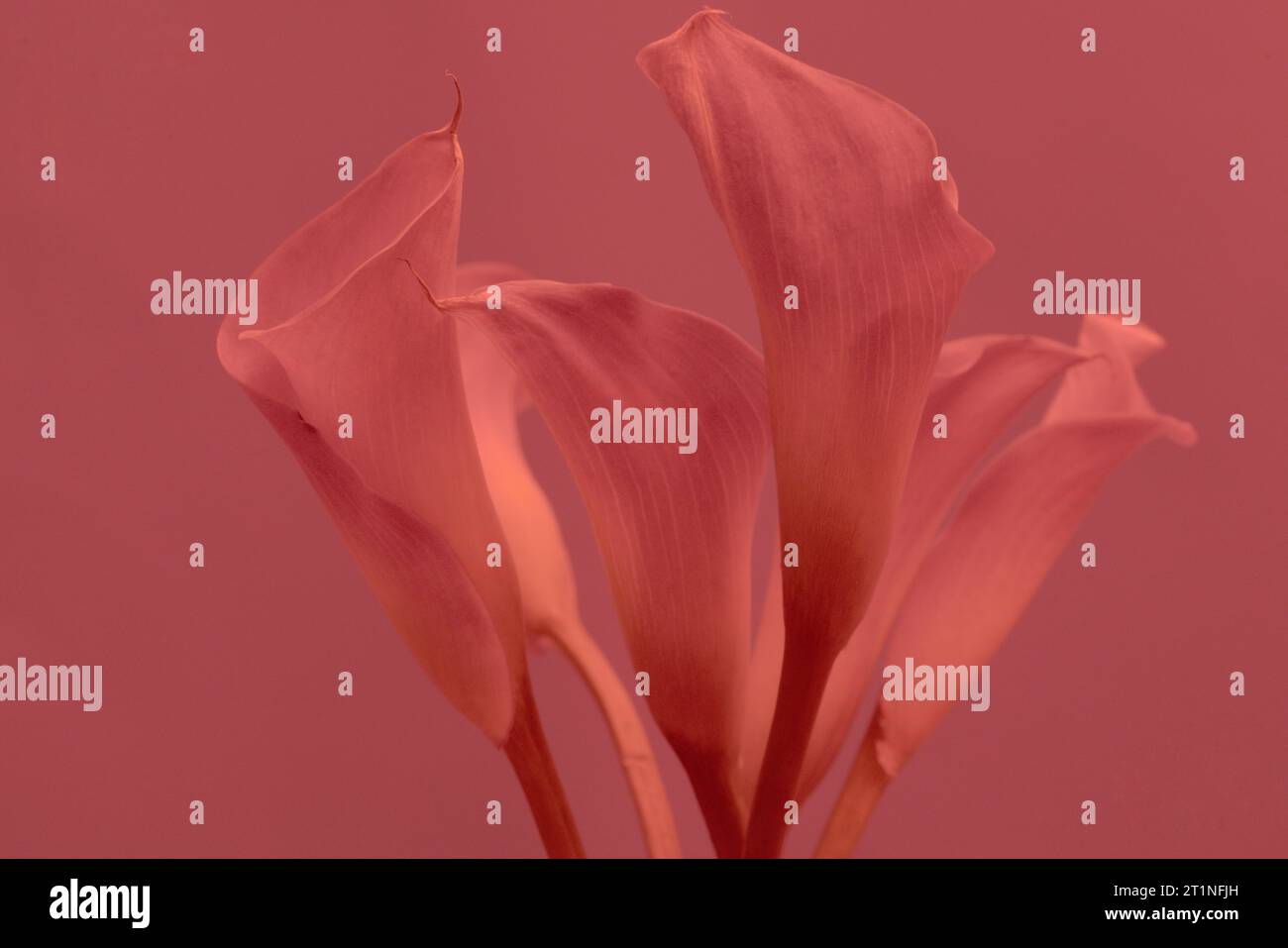 Calla lily abstract full of texture, line & patterns on black felt ...