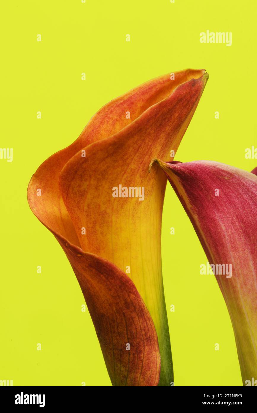 Beautiful calla lily still life, Bursting with color patterns texture ...