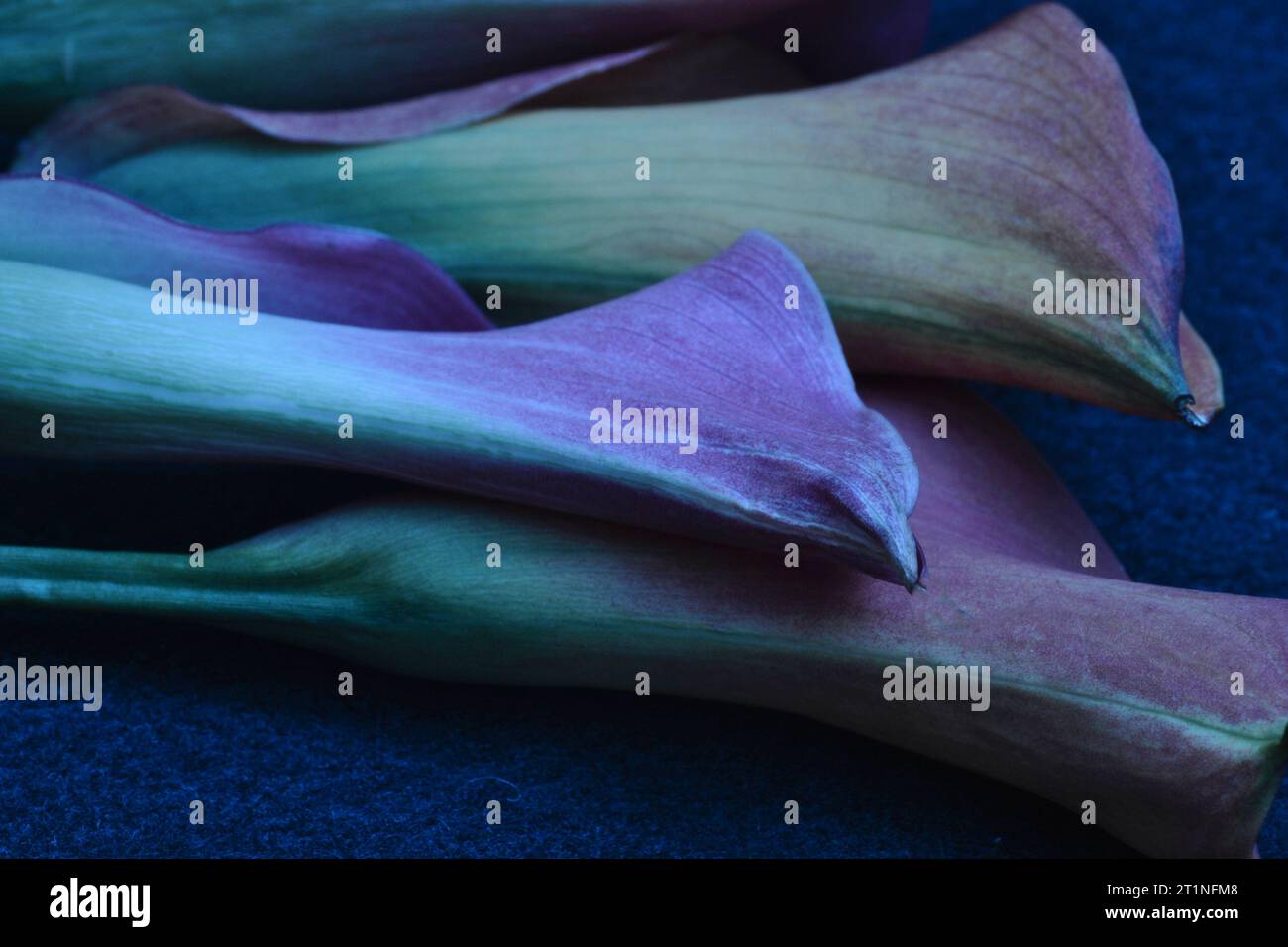 Calla lily abstract full of texture, line & patterns on black felt ...
