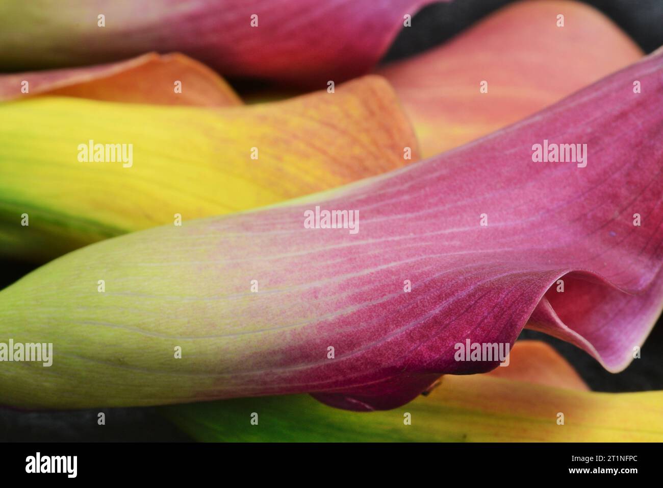 Beautiful calla lily still life, Bursting with color patterns texture ...