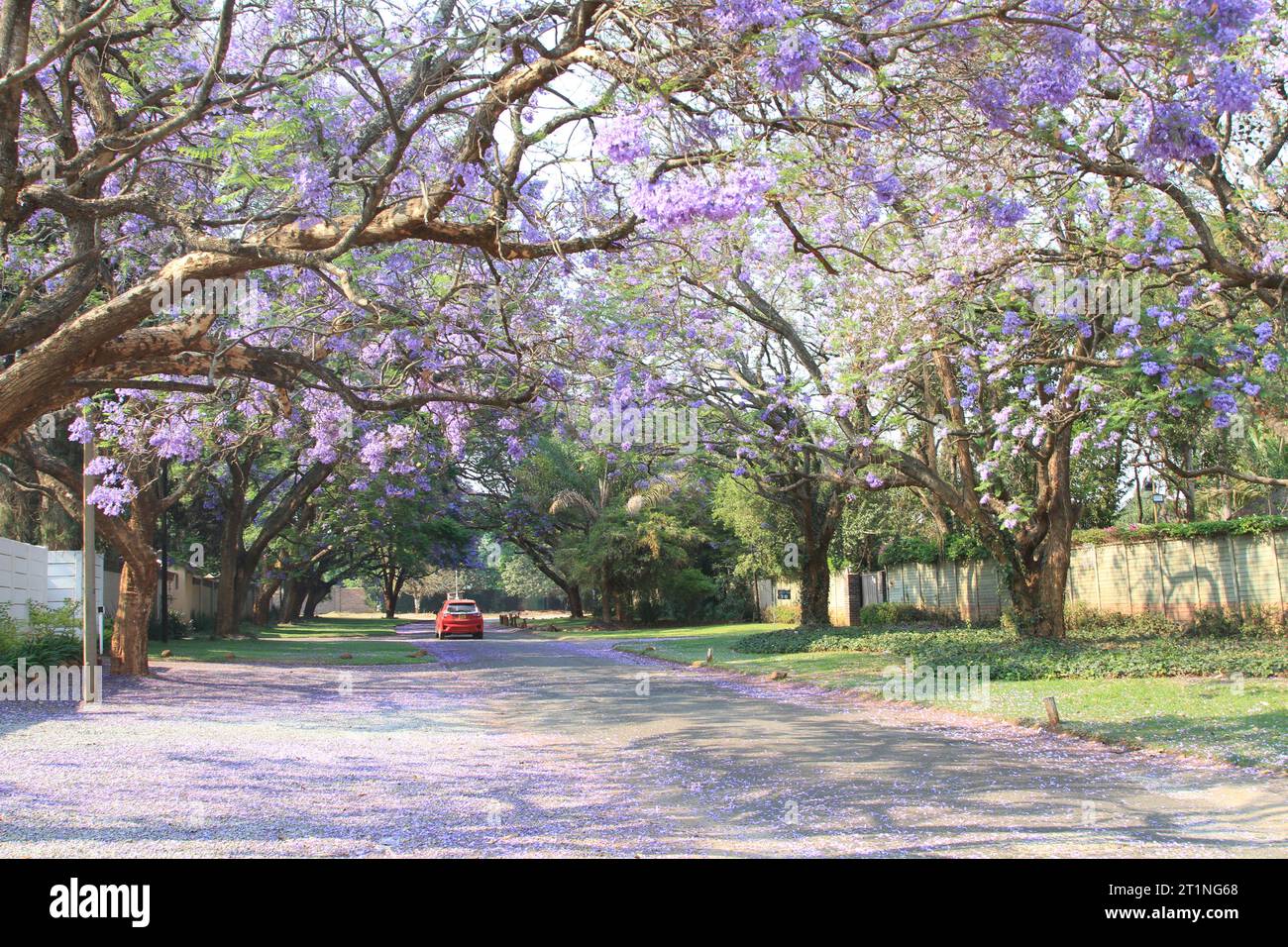 Harare, Zimbabwe. 14th Oct, 2023. Blossoming jacaranda trees are seen ...