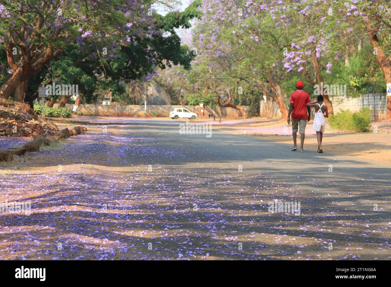 Zimbabwe harare jacaranda hi-res stock photography and images - Alamy