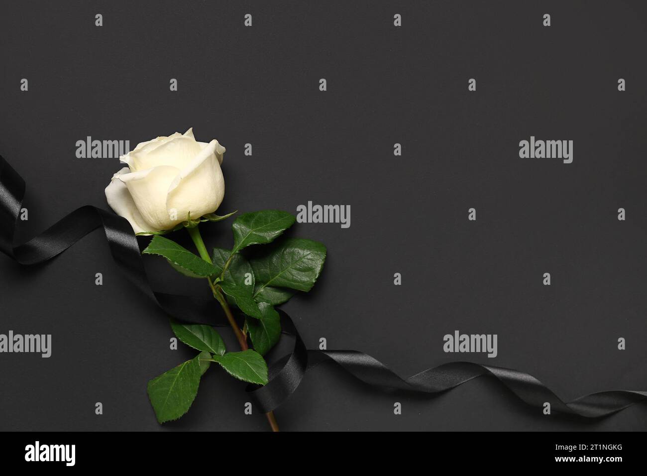 White rose with ribbon on black background Stock Photo - Alamy