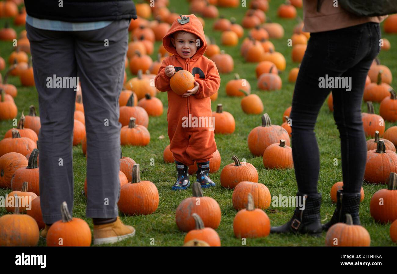 Vancouver, Canada. 14th Oct, 2023. A child carries a small pumpkin ...