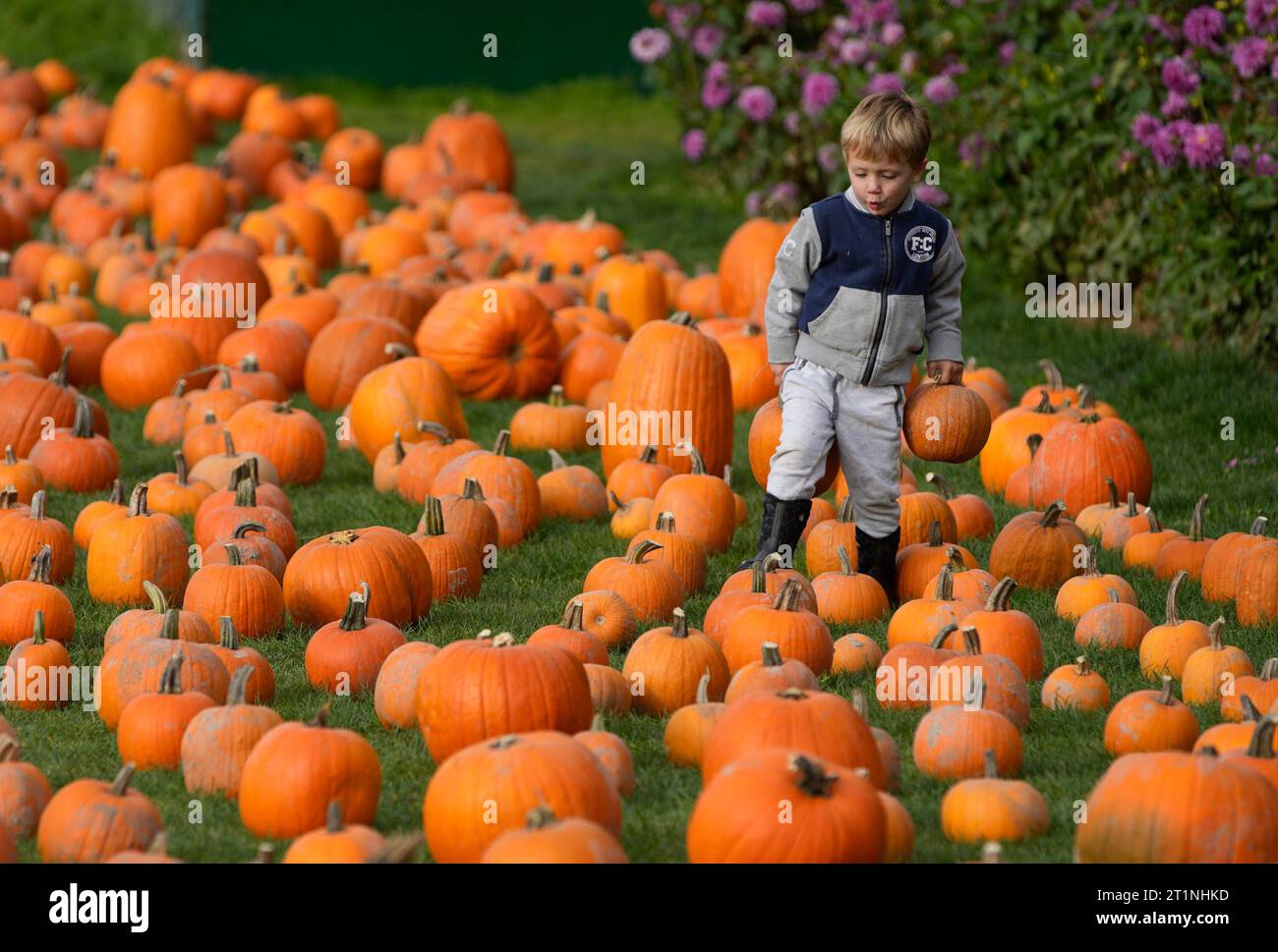 Vancouver, Canada. 14th Oct, 2023. A child visits a pumpkin patch in ...