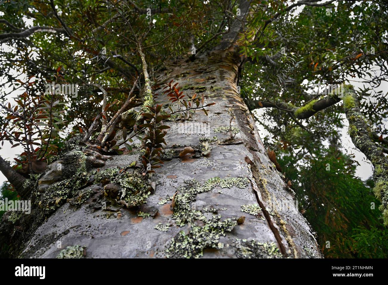 Closeup of an ancient Kauri Tree, over 800 years old on Great Barrier ...