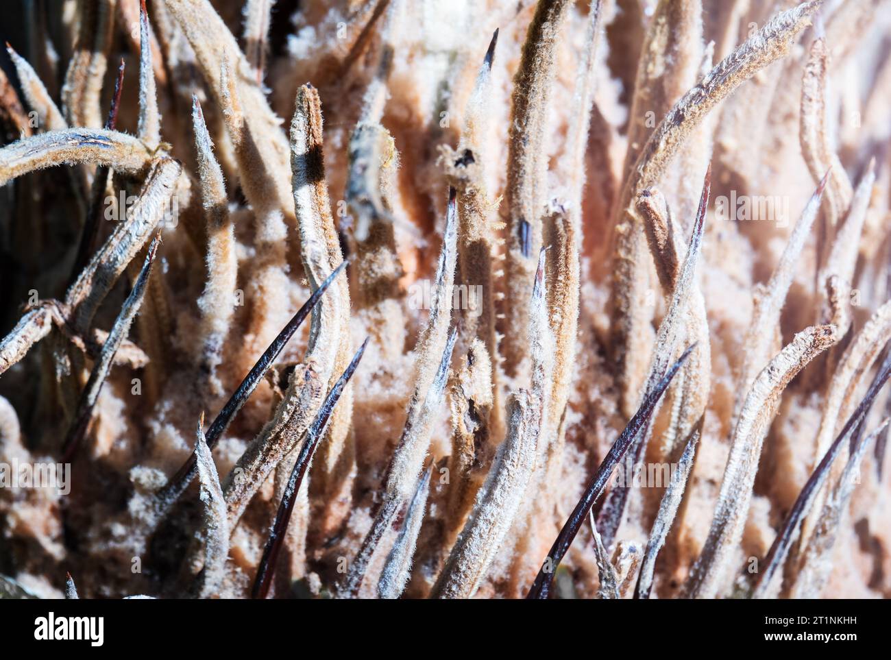 Spiny tropical palm tree hi-res stock photography and images - Alamy