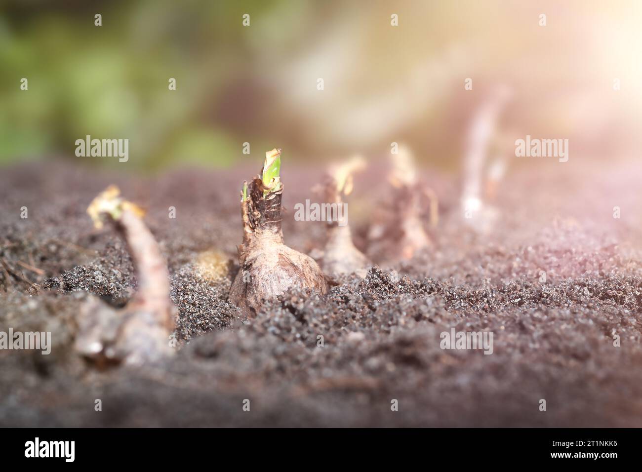 New bulb land hi-res stock photography and images - Alamy
