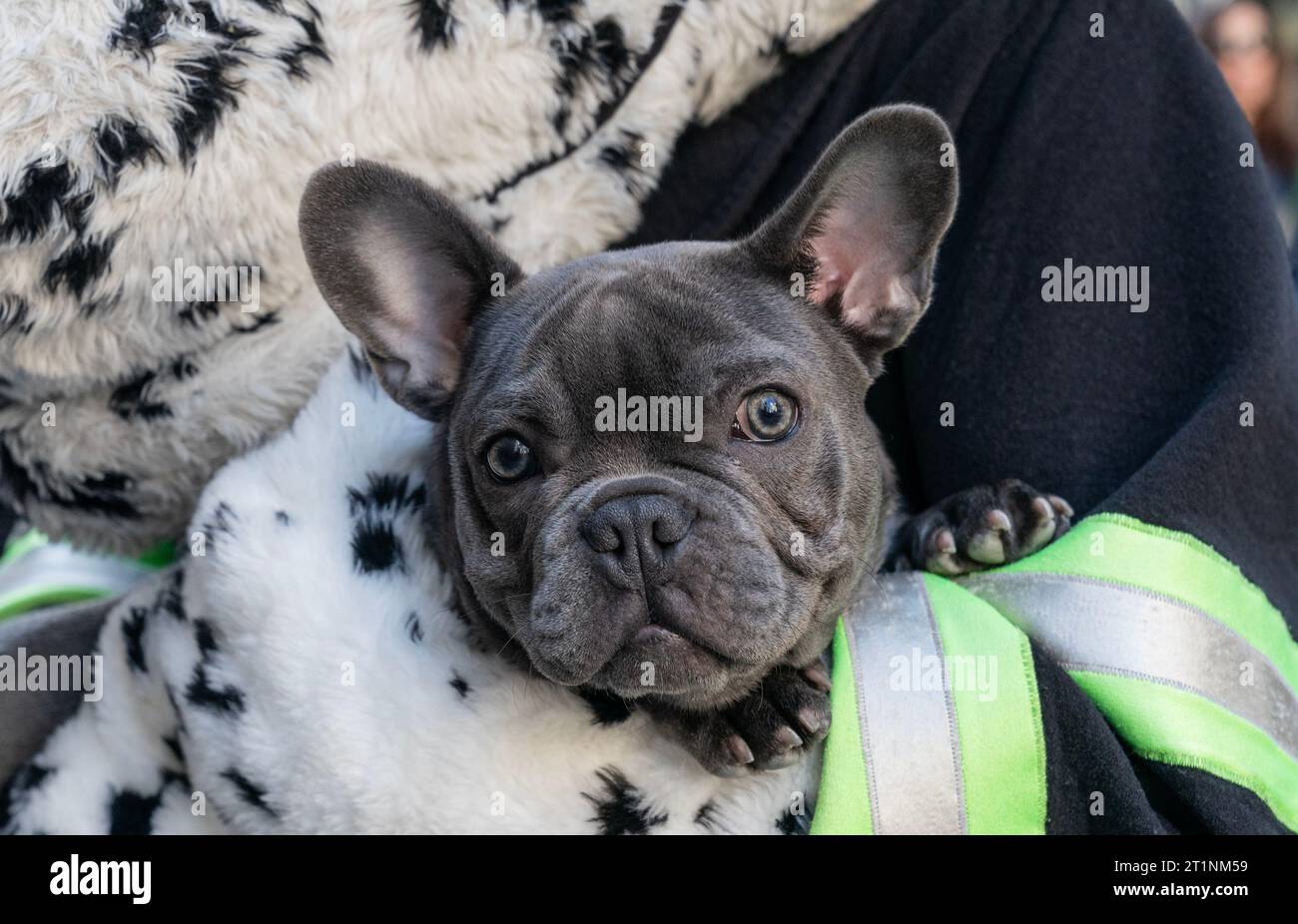 FDNY mascot holds French bulldog at 2023 Annual Columbus Day parade on ...