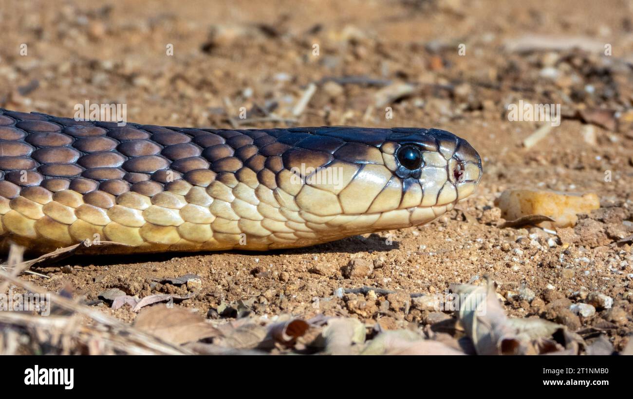 A close-up shot of the head of a snake with its tongue sticking out ...