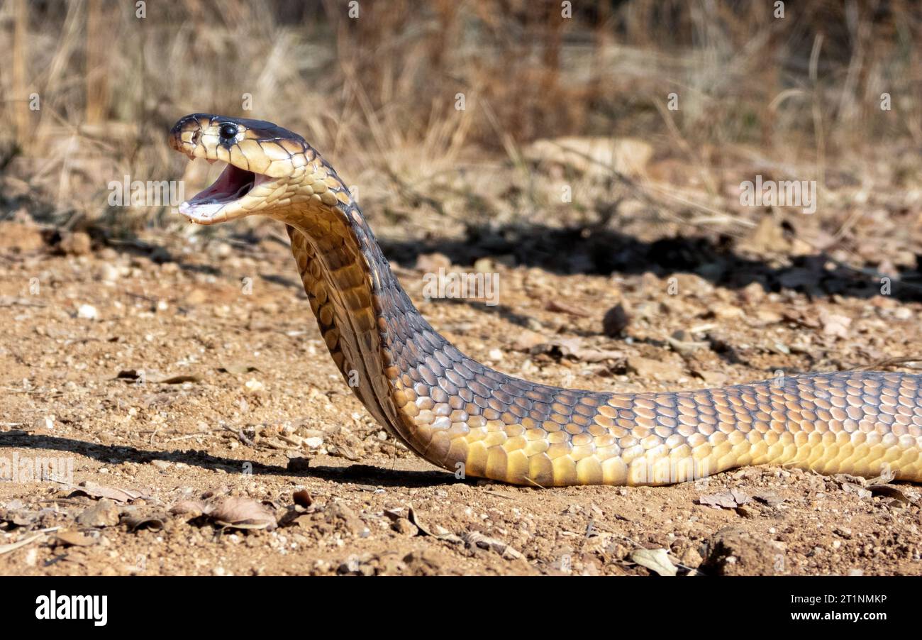 Curiouser and curiouser hi-res stock photography and images - Alamy