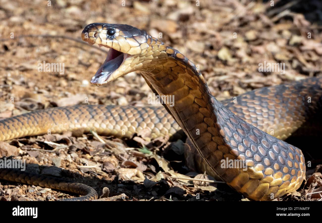 A close-up image of a snake with its mouth open, with another snake in ...