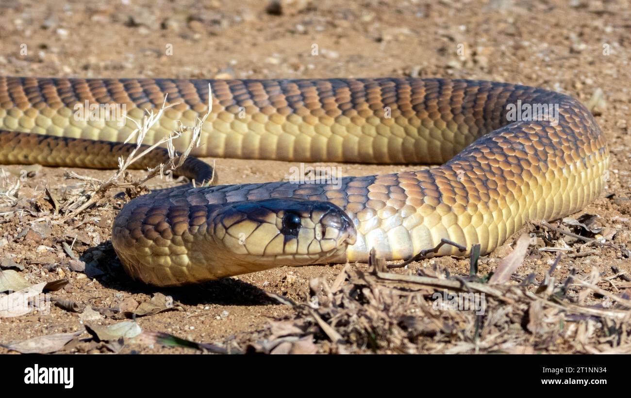Two non-venomous snakes coiled on the ground amongst dead leaves and ...