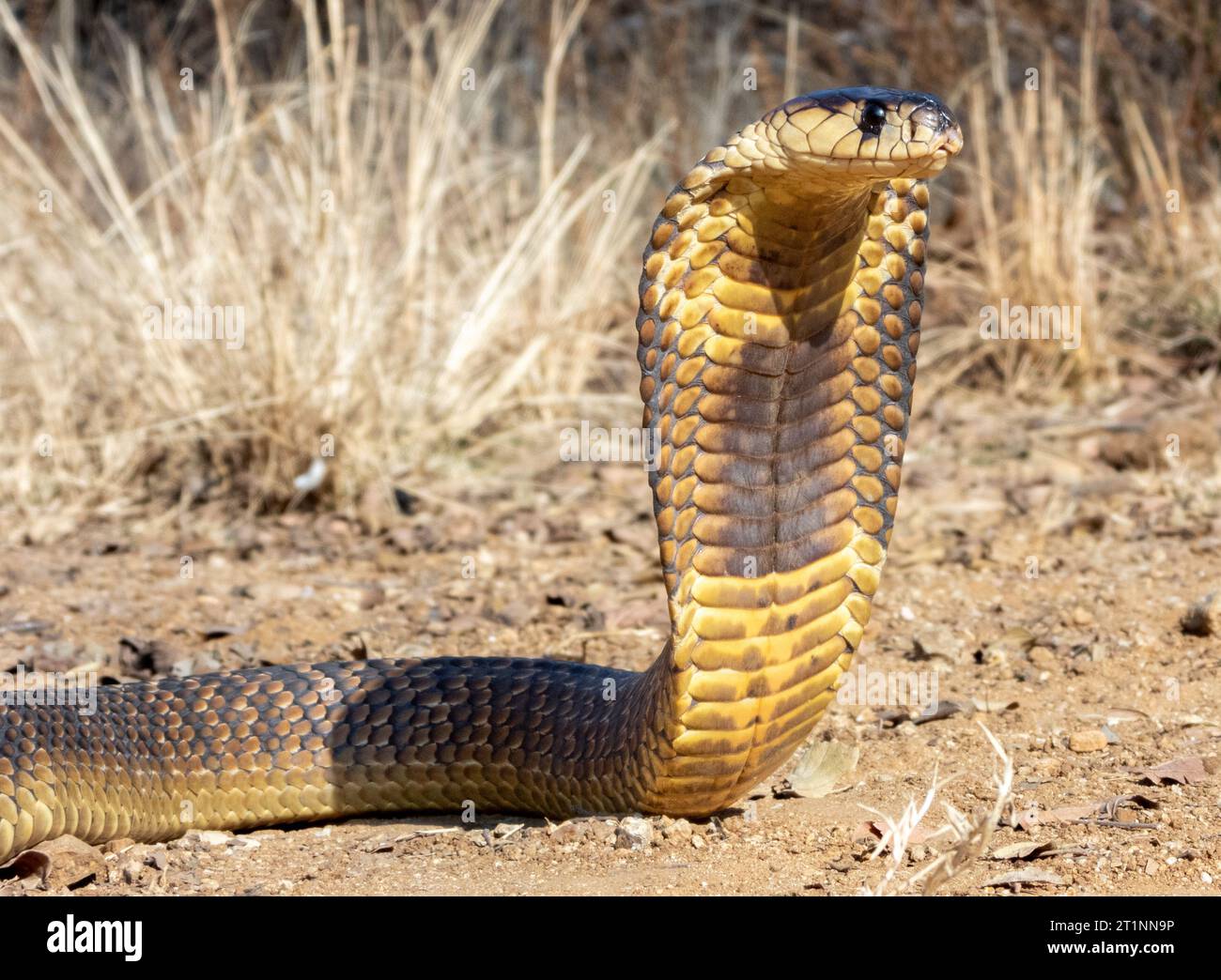 An image of a striking yellow cobra, coiled up with its head lifted in ...