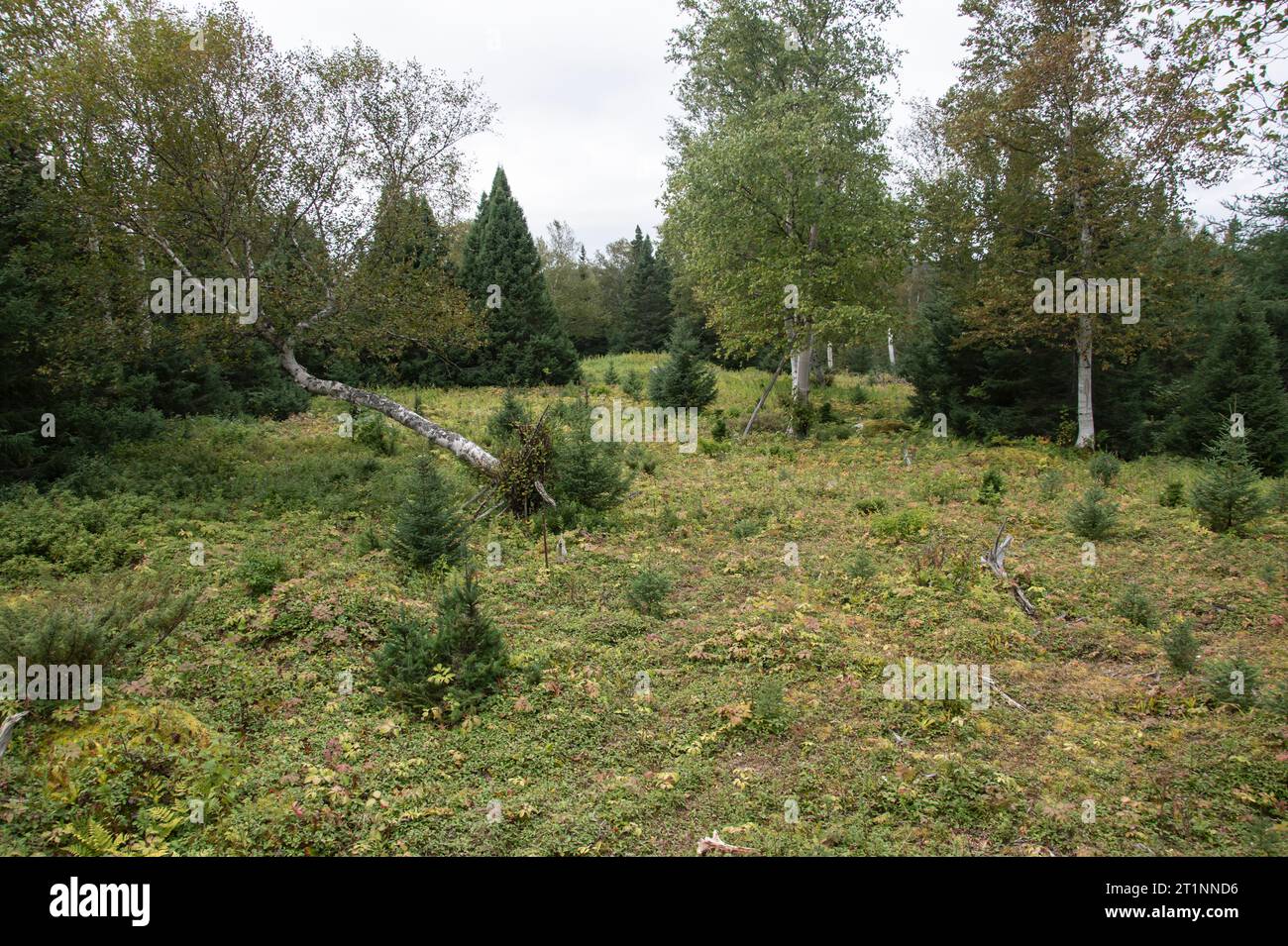 Moose impact on environment at forest demonstration plot in Terra Nova ...