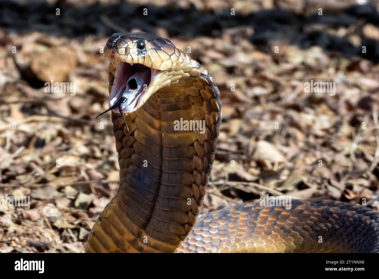 A highly detailed close-up photograph of a cobra with its mouth open ...