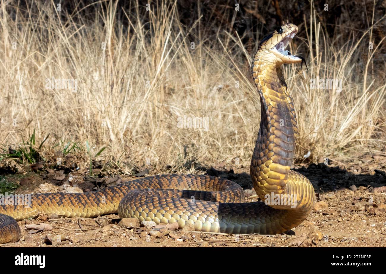 An image of a potentially venomous snake, coiled on the ground ...
