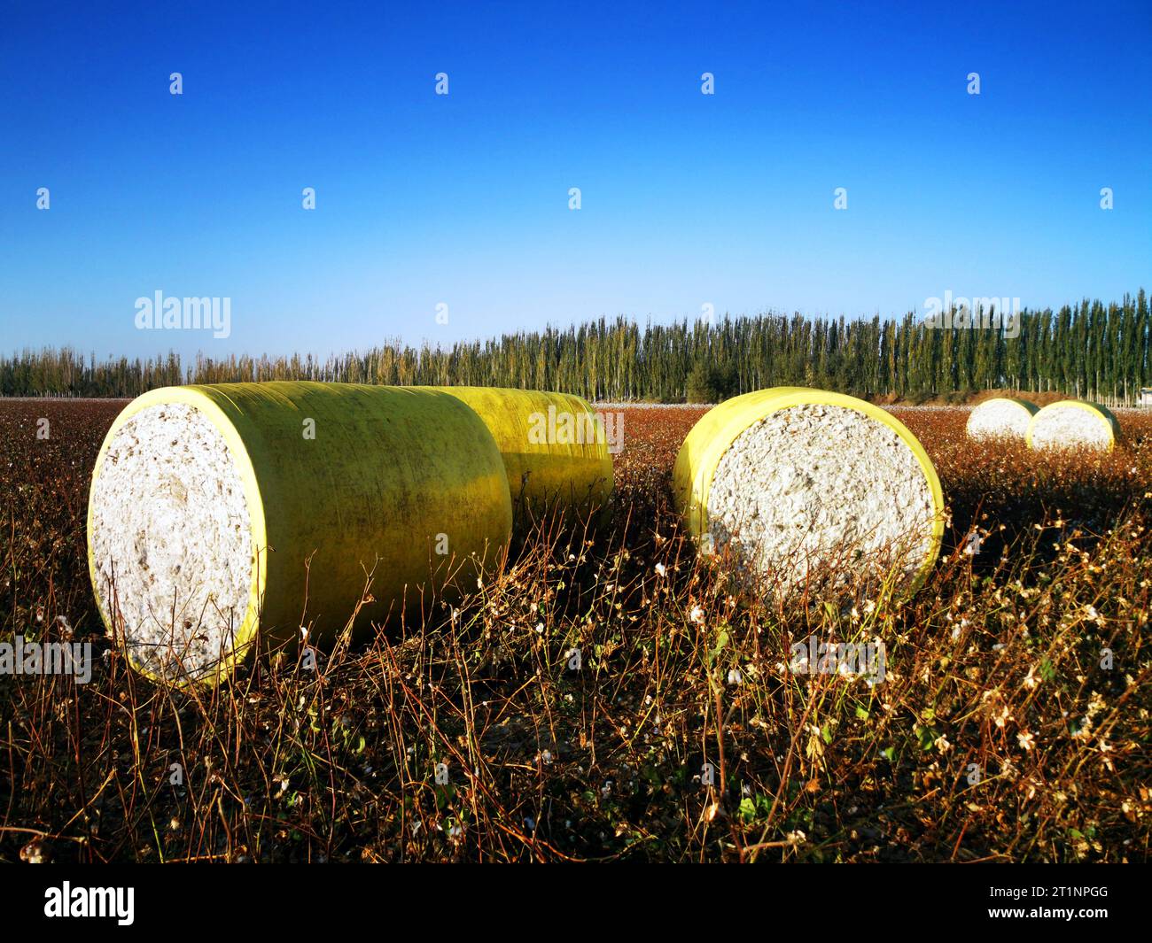 AKSU, CHINA - OCTOBER 15, 2023 - A farmer drives a cotton picker to ...