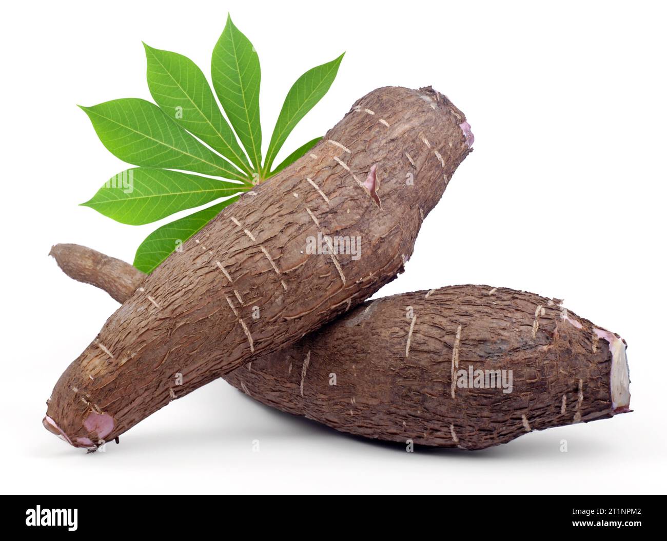 Cassava root isolated on white background Stock Photo - Alamy