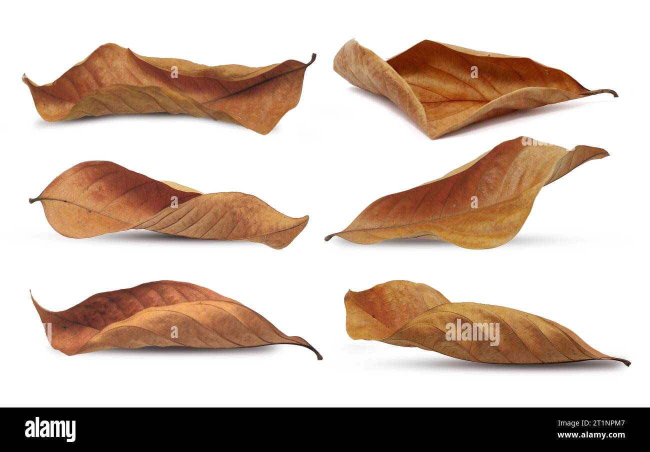 Dry leaf or dead leaf isolated on white background Stock Photo - Alamy