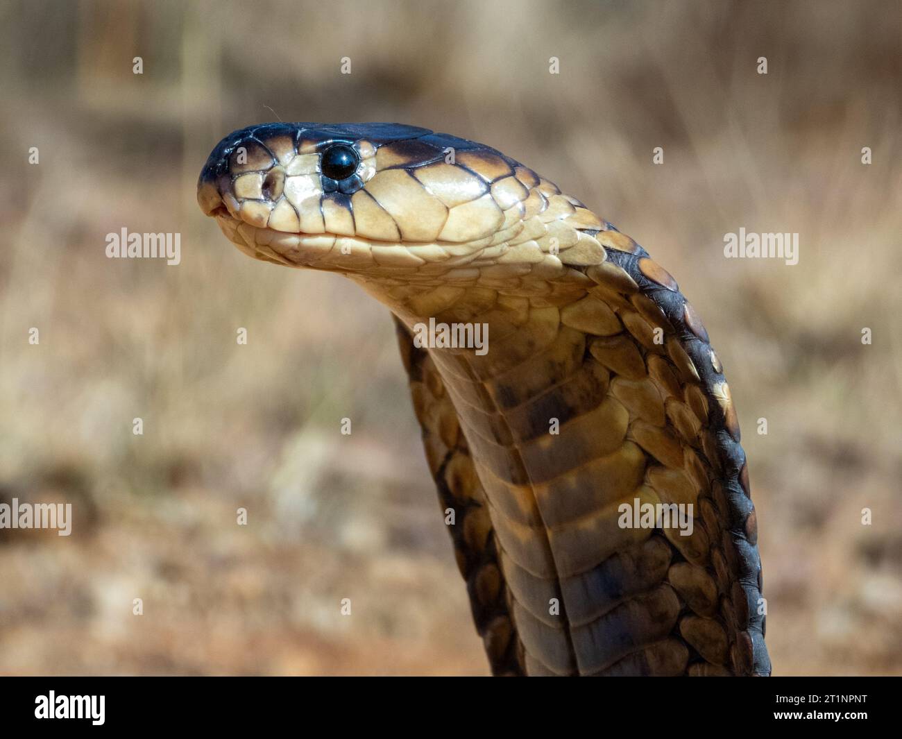 A close-up image of a long and curved snake with its large black tongue ...