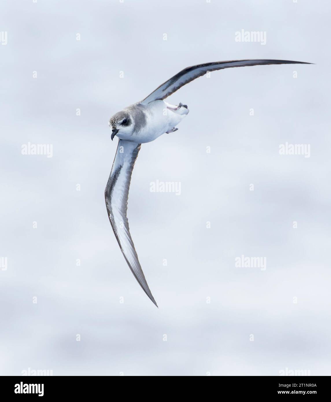 Black-winged Petrel (Pterodroma nigripennis) in flight over the Pacific ...