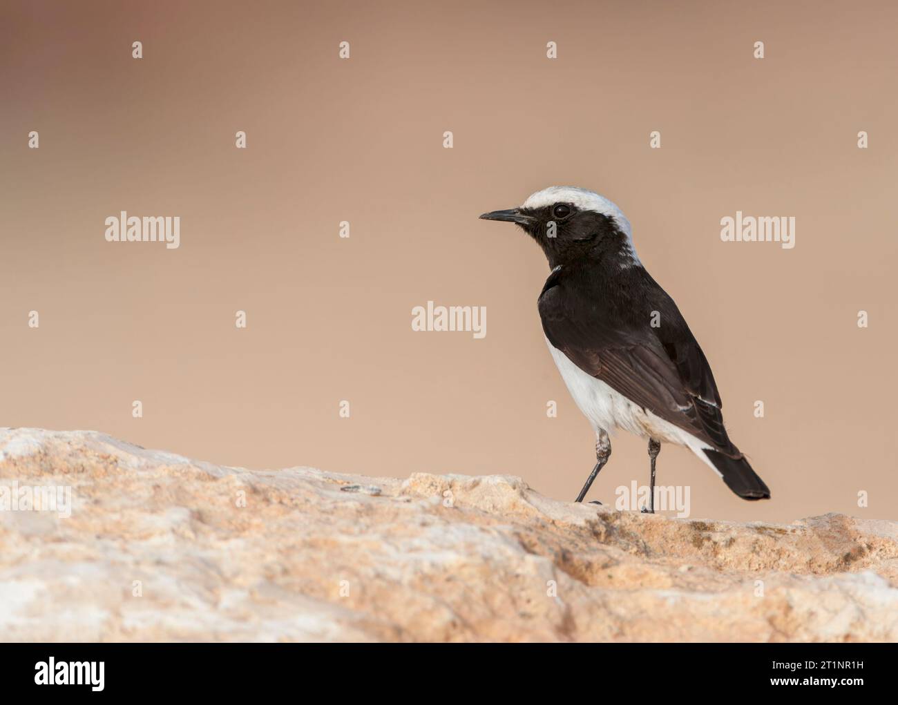 Adult Eastern Mourning Wheatear (Oenanthe lugens) in Negev desert in ...