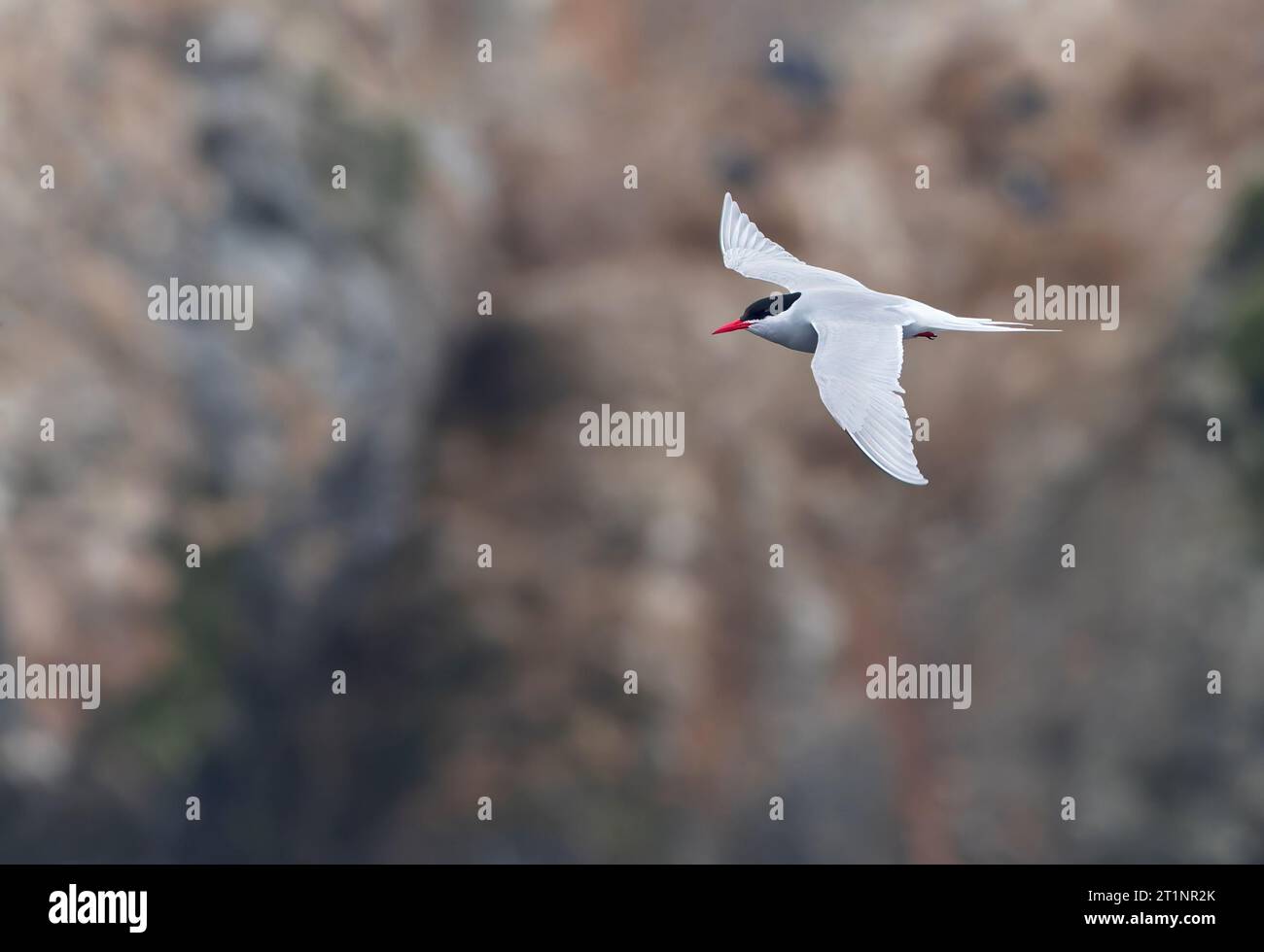 Adult Antarctic Tern (Sterna vittata bethunei) flying along the shore ...
