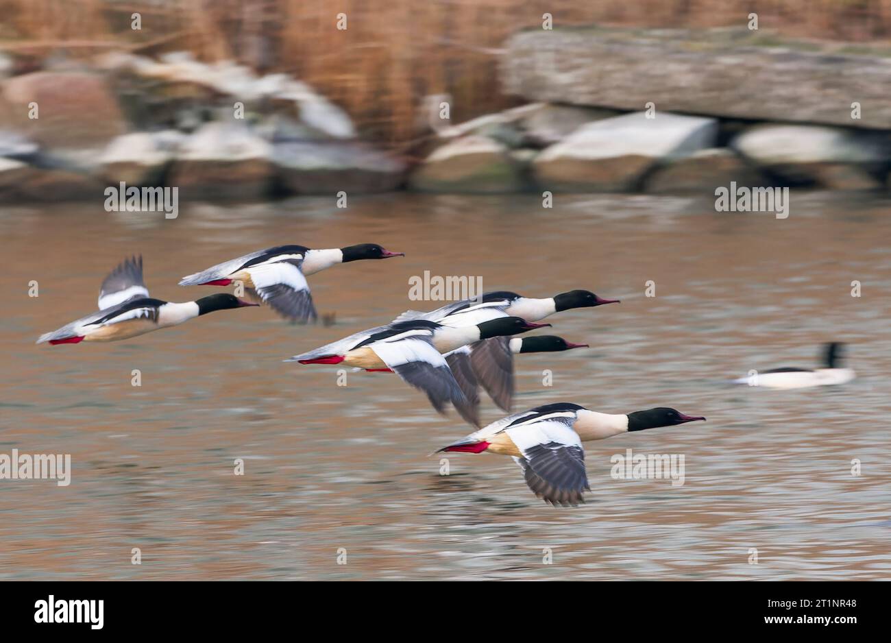 Flock of Goosanders (Mergus merganser) wintering in Friesland ...