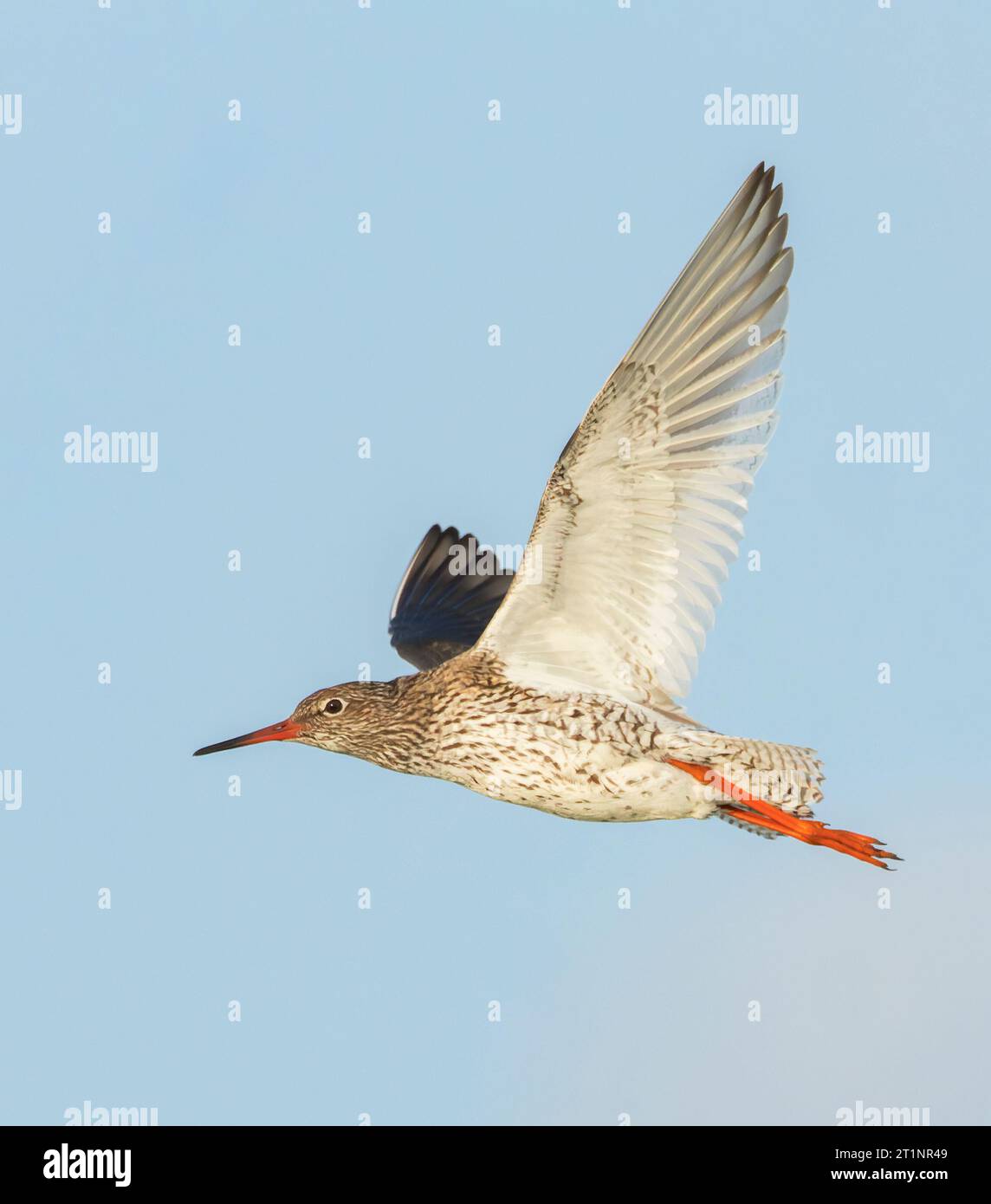 Adult Common Redshank, Tringa totanus, in flight in the Netherlands ...