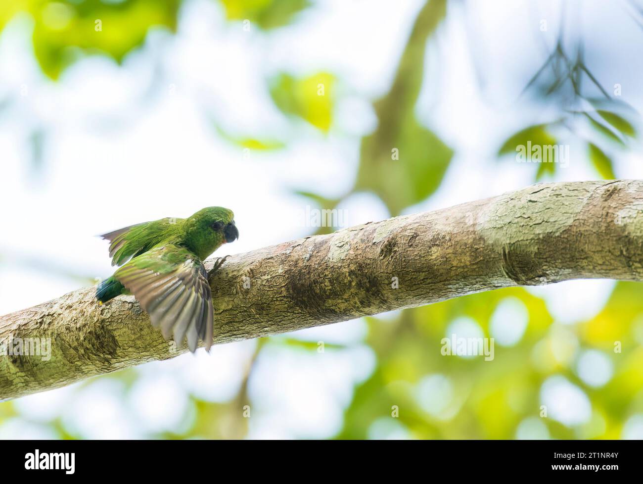 Finsch's pygmy parrot (Micropsitta finschii tristrami) on Kolombangara island in the Solomon ...
