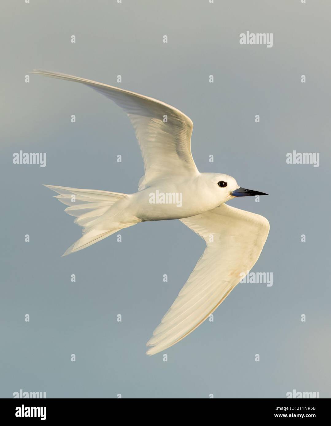Indo-pacific White Tern (Gygis (alba) candida) in flight off Norfolk ...