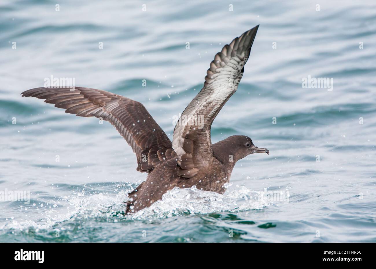 Sooty Shearwater (Puffinus griseus) during autumn migration off the ...
