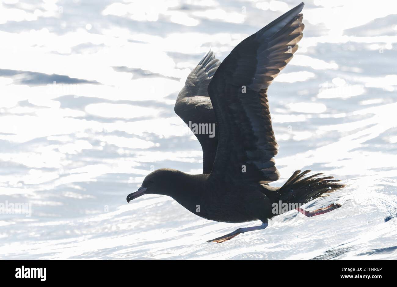 Flesh-footed Shearwater (Ardenna carneipes) at the pacific ocean off ...