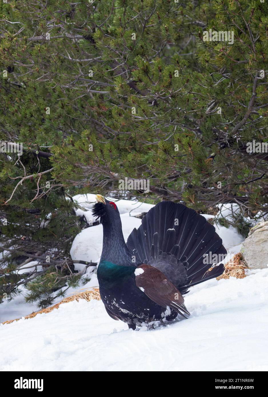Western Capercaillie (Tetrao urogallus rudolfi) in mountain forest in ...