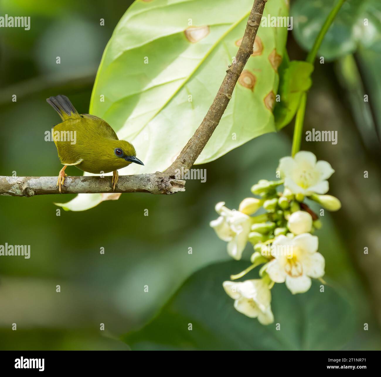 Dark-eyed White-eye (Zosterops tetiparius tetiparius) on Tetepare ...