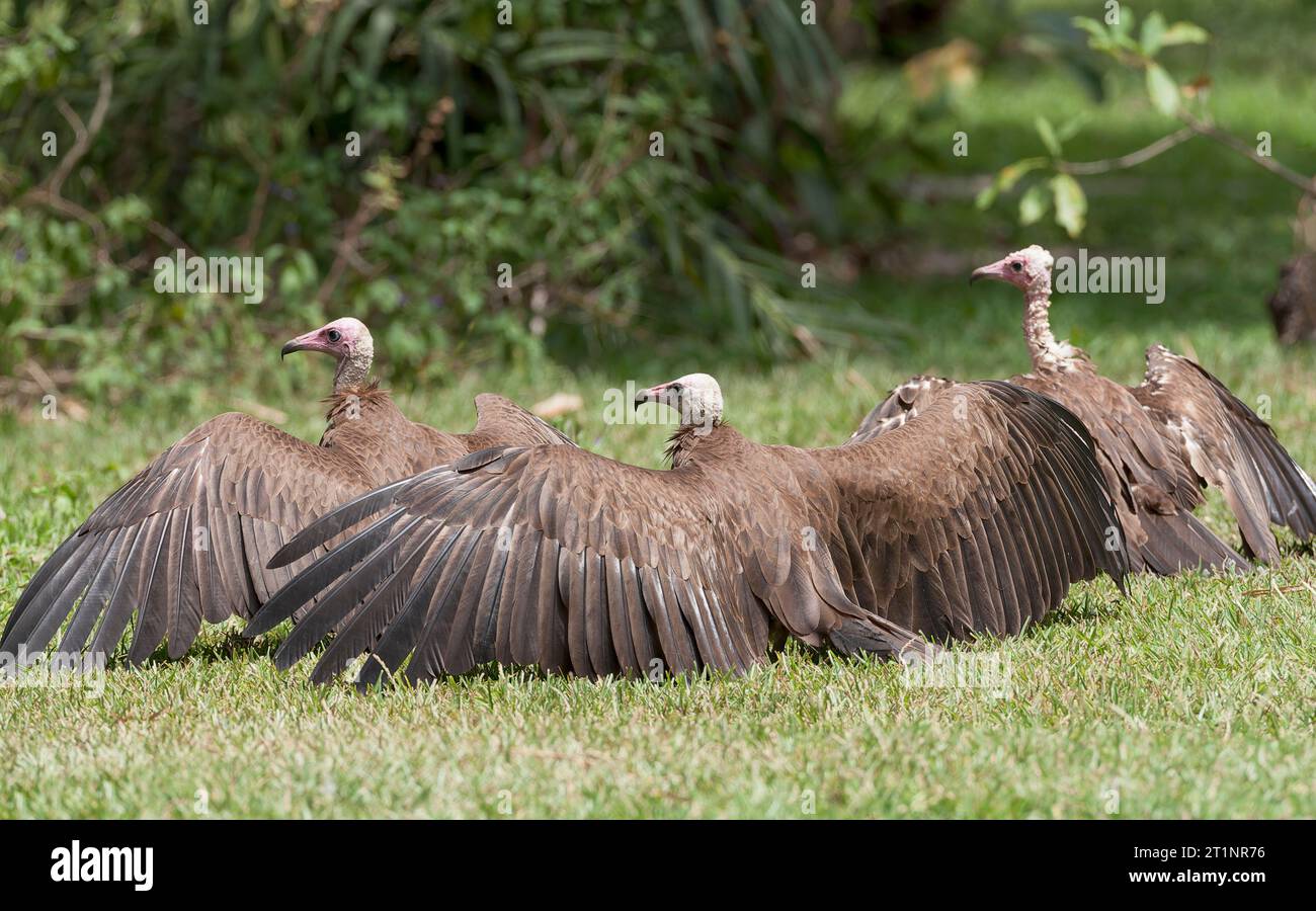 Critically Endangered Hooded Vulture (Necrosyrtes monachus) in The ...